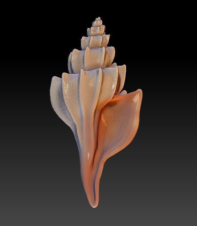Seashell 3D model 3D printable | CGTrader