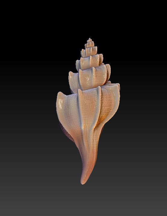 Seashell 3D model 3D printable | CGTrader