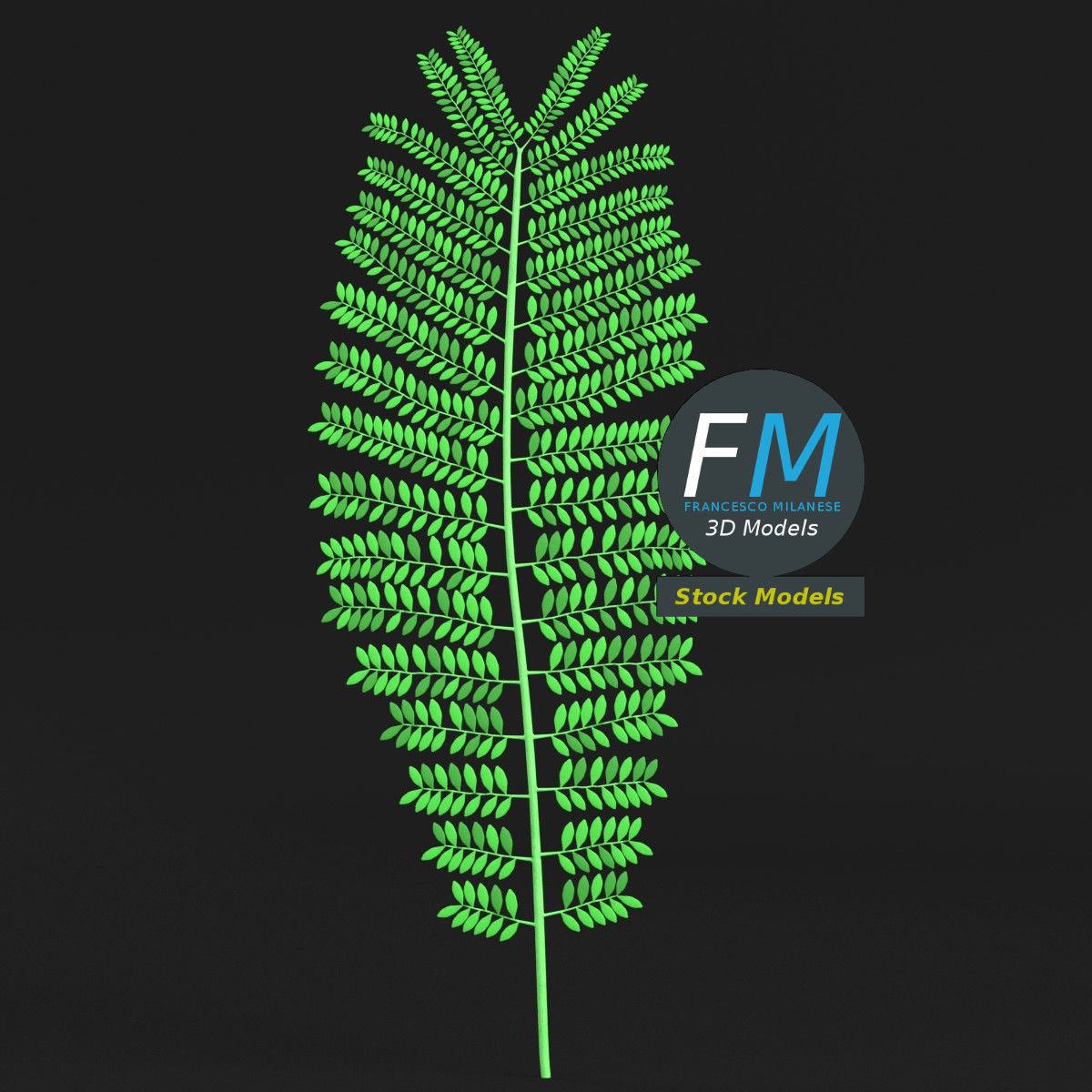 Even pinnately double compound leaf 3D model | CGTrader