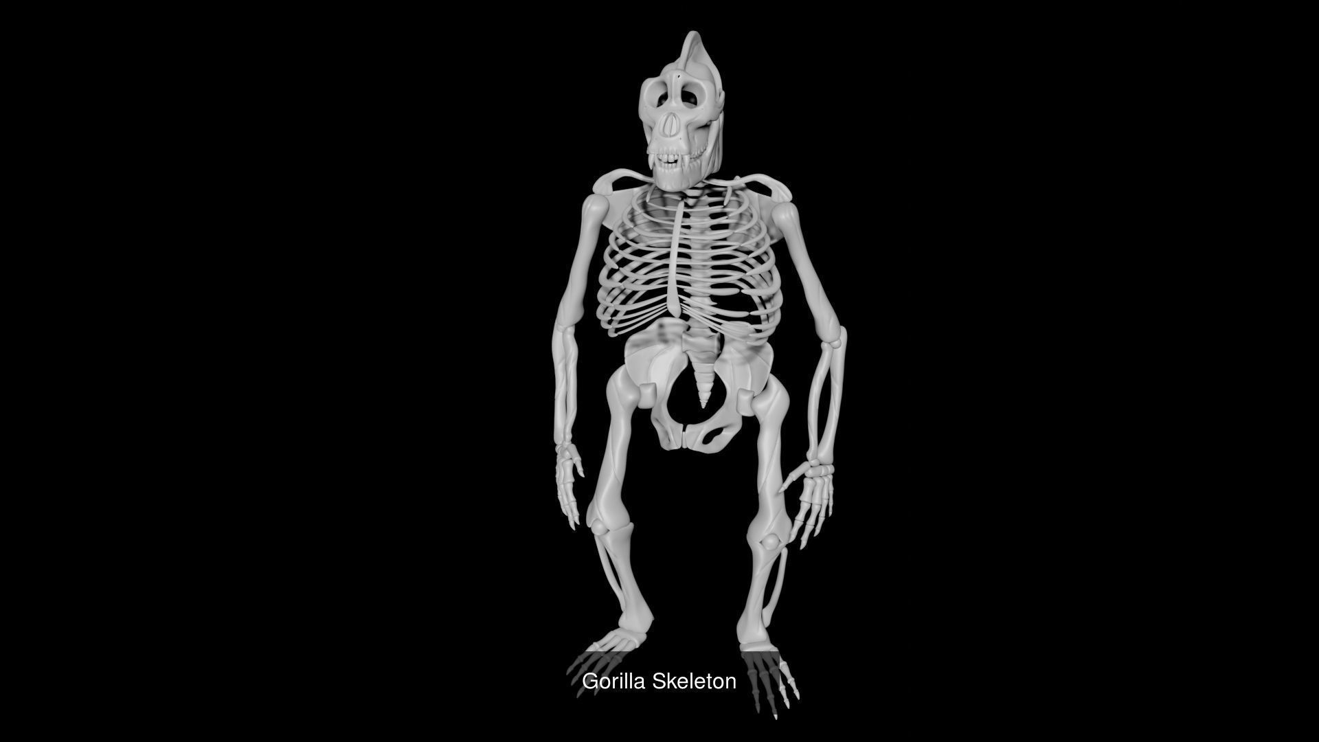 3D Model Collection Animal Skeletons VR / AR / low-poly | CGTrader