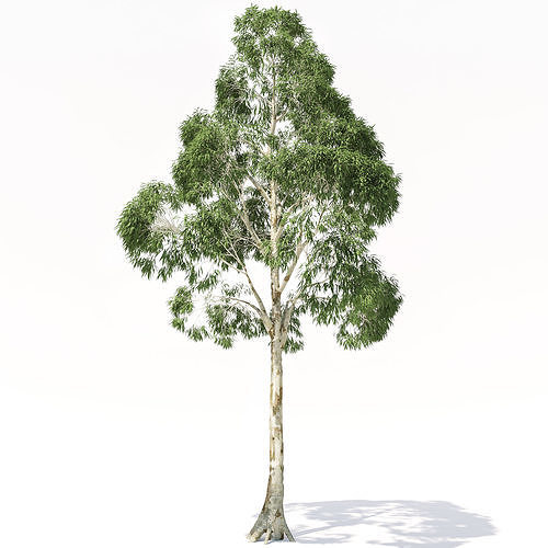 Eucalyptus tree 3D model | CGTrader