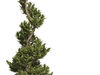 6 conifer topiary trees 3D model | CGTrader