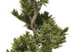 6 conifer topiary trees 3D model | CGTrader