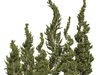 6 conifer topiary trees 3D model | CGTrader