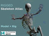 3D model Rigged Skeleton - Skeletal System - Skeleton Rig VR / AR / low ...