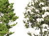 Winter and Summer Pinus Pinea Trees 3D model animated | CGTrader