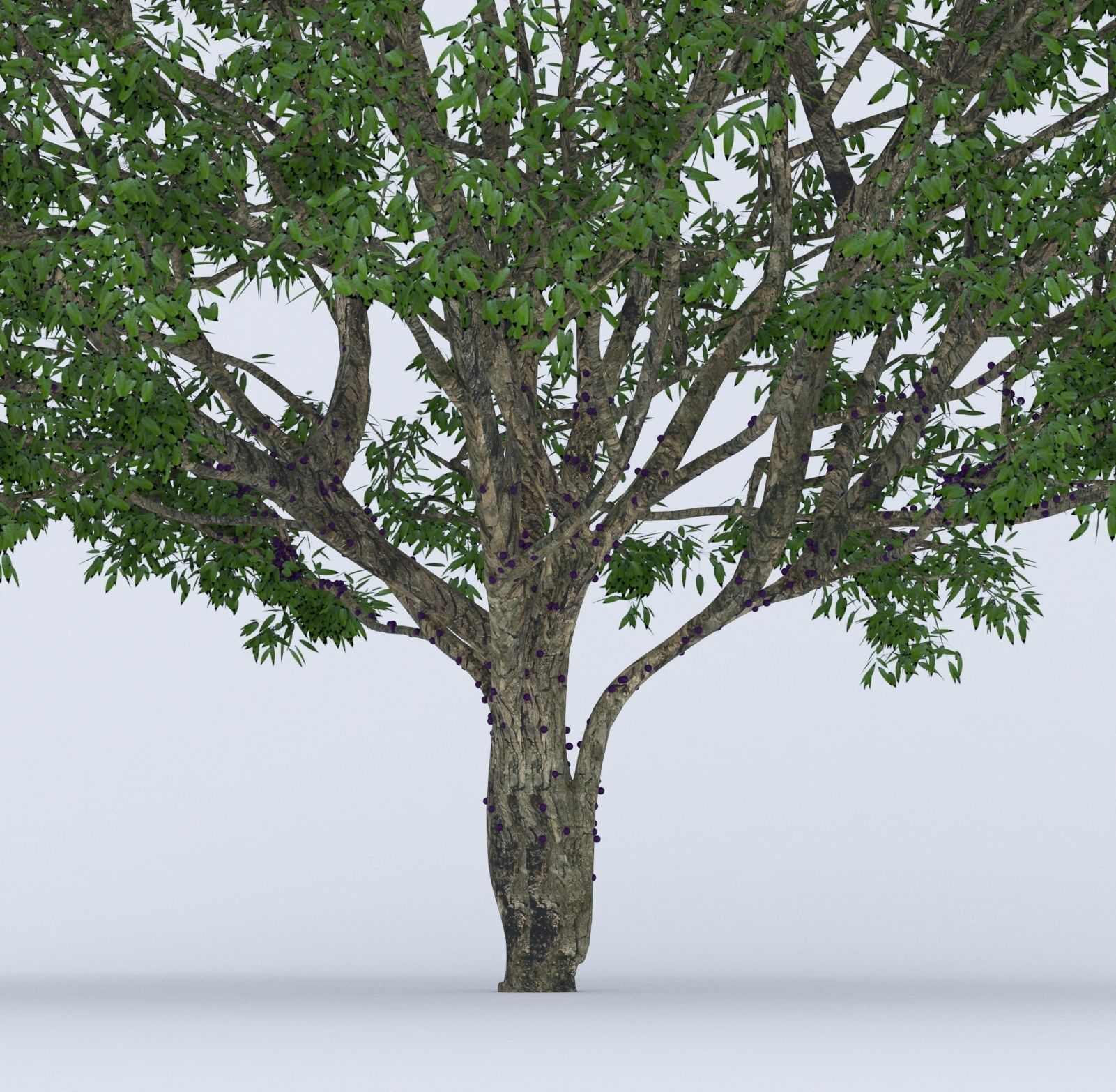 Jaboticabeira tree 3D model rigged | CGTrader