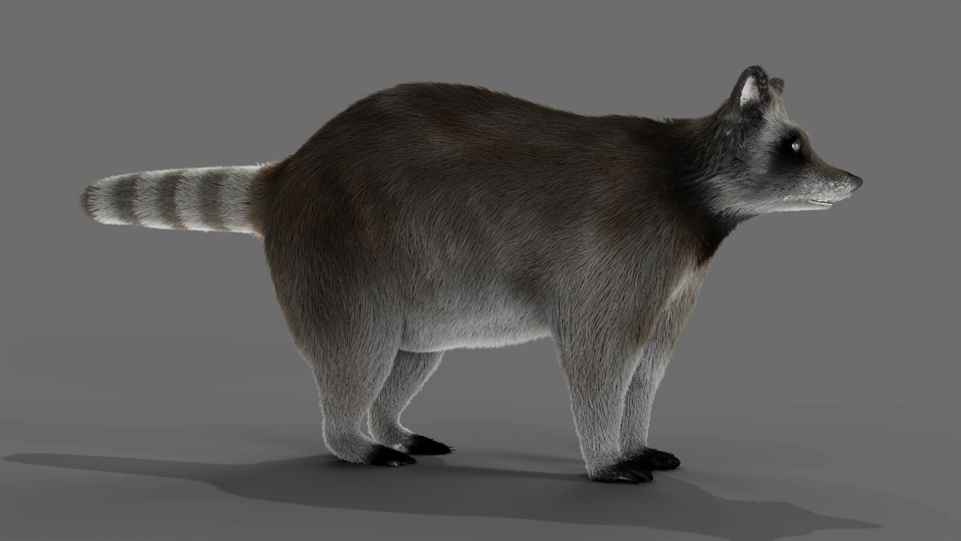 3D model Fur Raccoon Grey Rigged in Blender VR / AR / low-poly | CGTrader