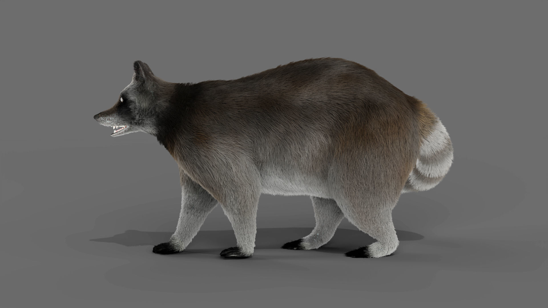 3D model Fur Raccoon Grey Rigged in Blender VR / AR / low-poly | CGTrader