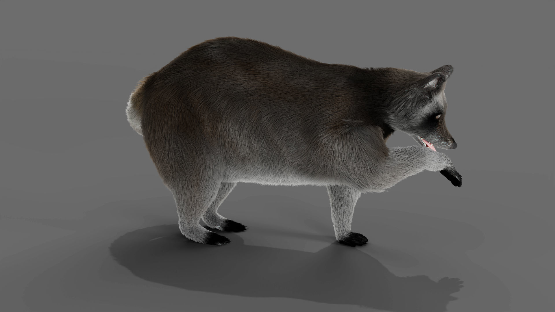 3D model Fur Raccoon Grey Rigged in Blender VR / AR / low-poly | CGTrader