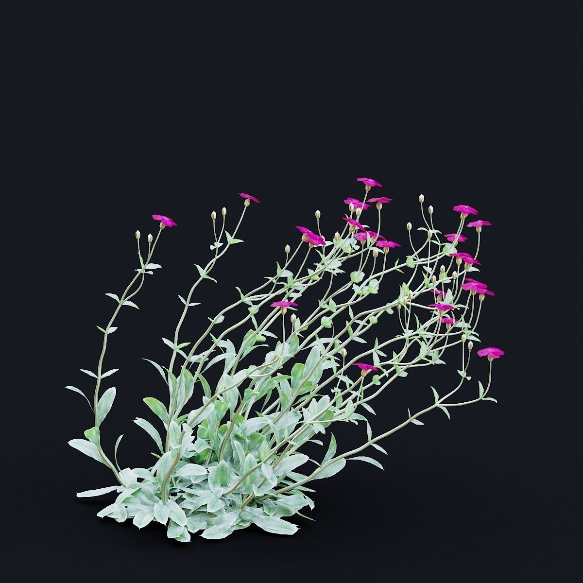 Lychnis coronaria 3D model | CGTrader