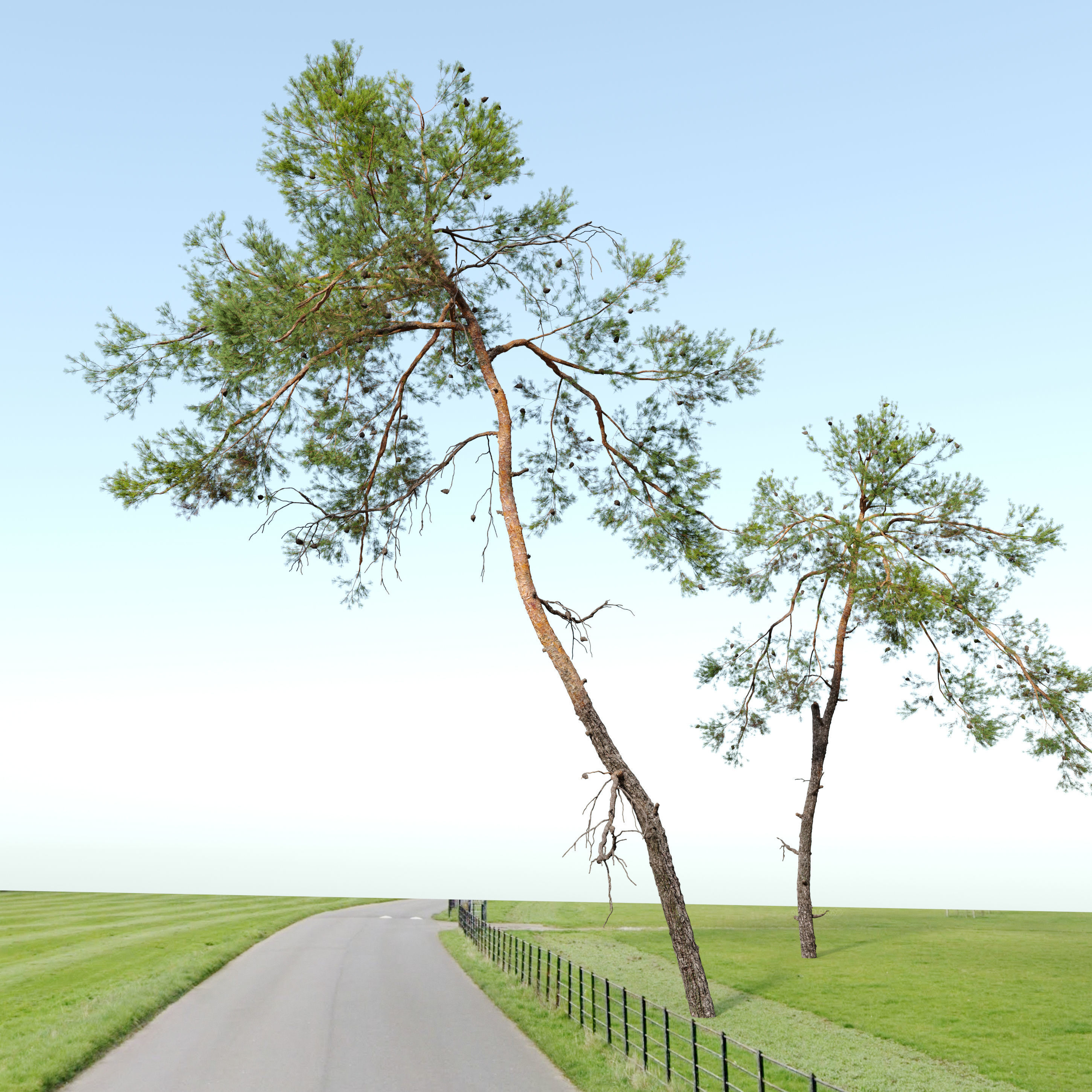 Pine tree 14 3D model | CGTrader