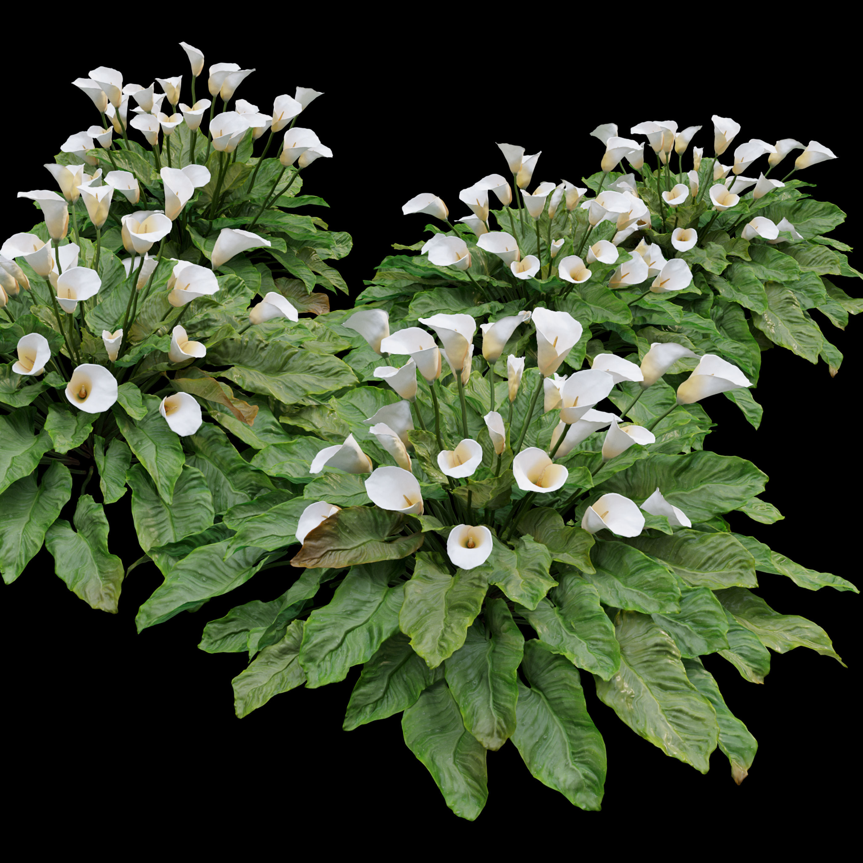 calla lily 3D model | CGTrader