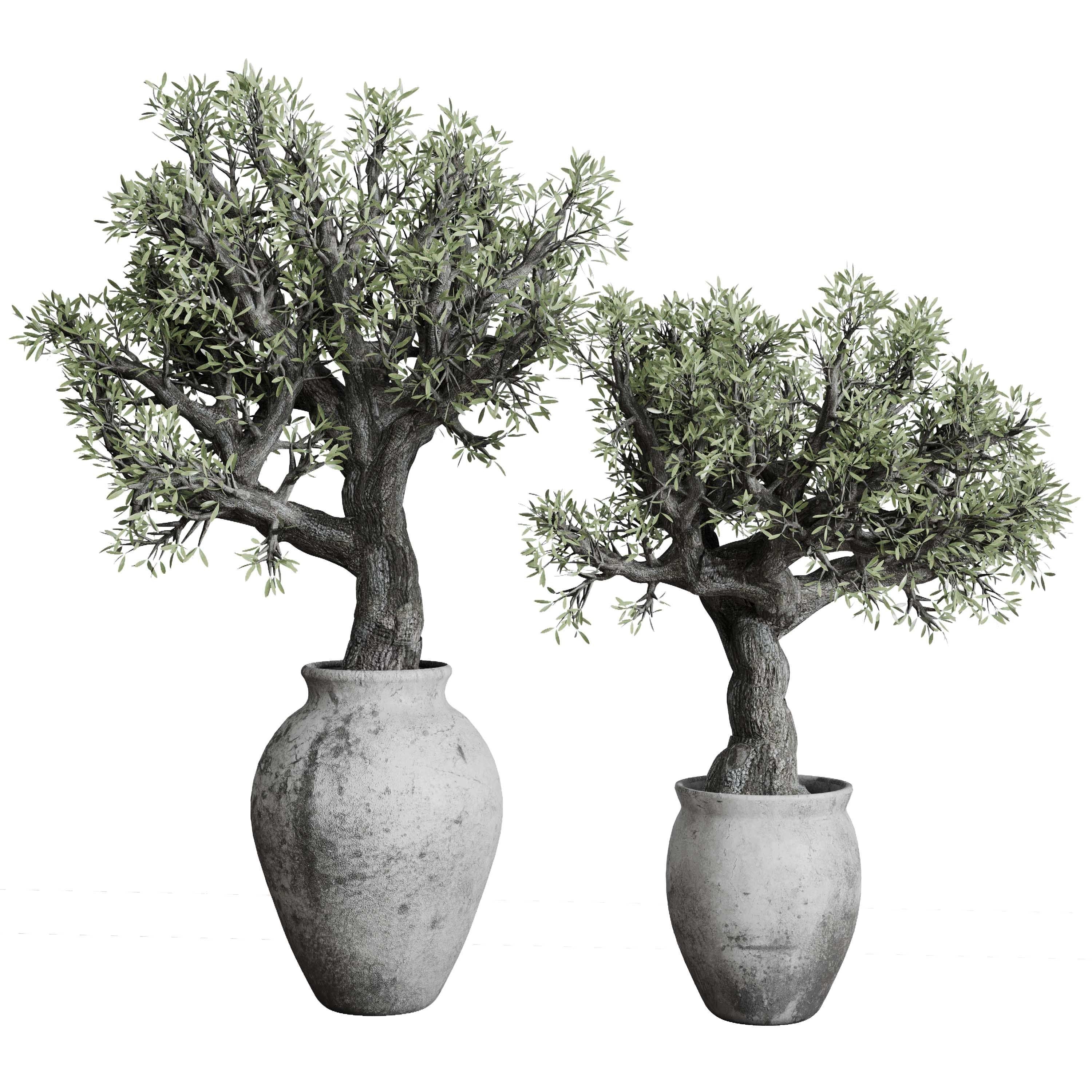3D model Old Olive Tree in dirty concrete pot - outdoor plant 134 VR ...