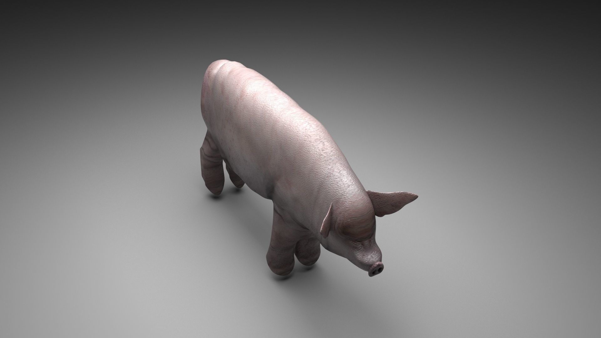 Pig Animal 3D model | CGTrader