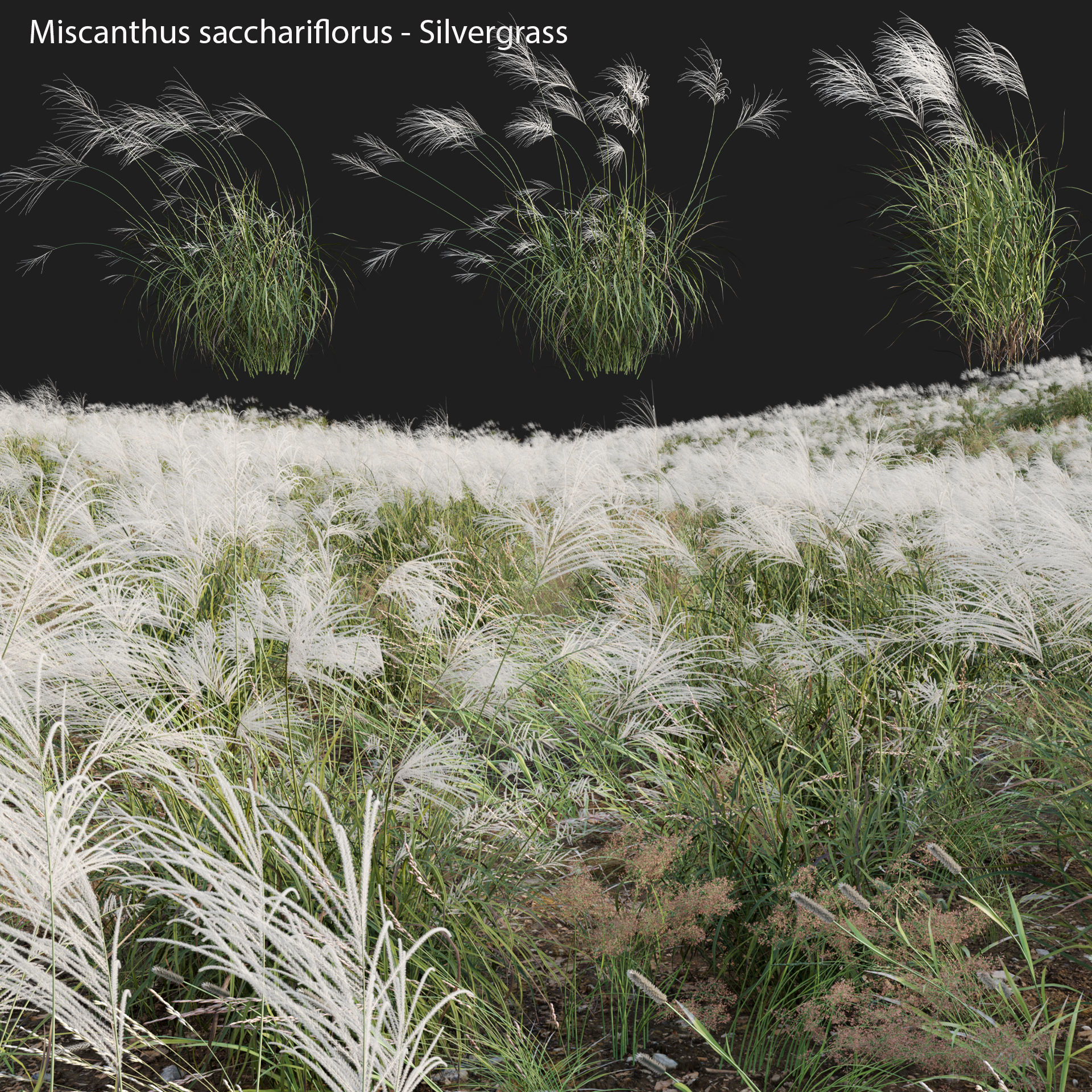 Miscanthus sacchariflorus - Silvergrass 03 3D model | CGTrader