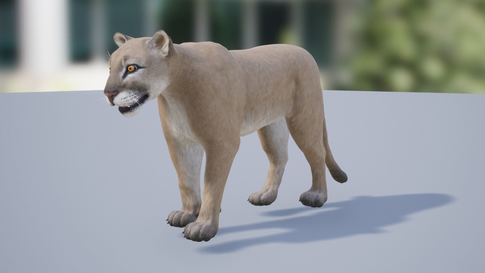 3D model Cougar VR / AR / low-poly | CGTrader