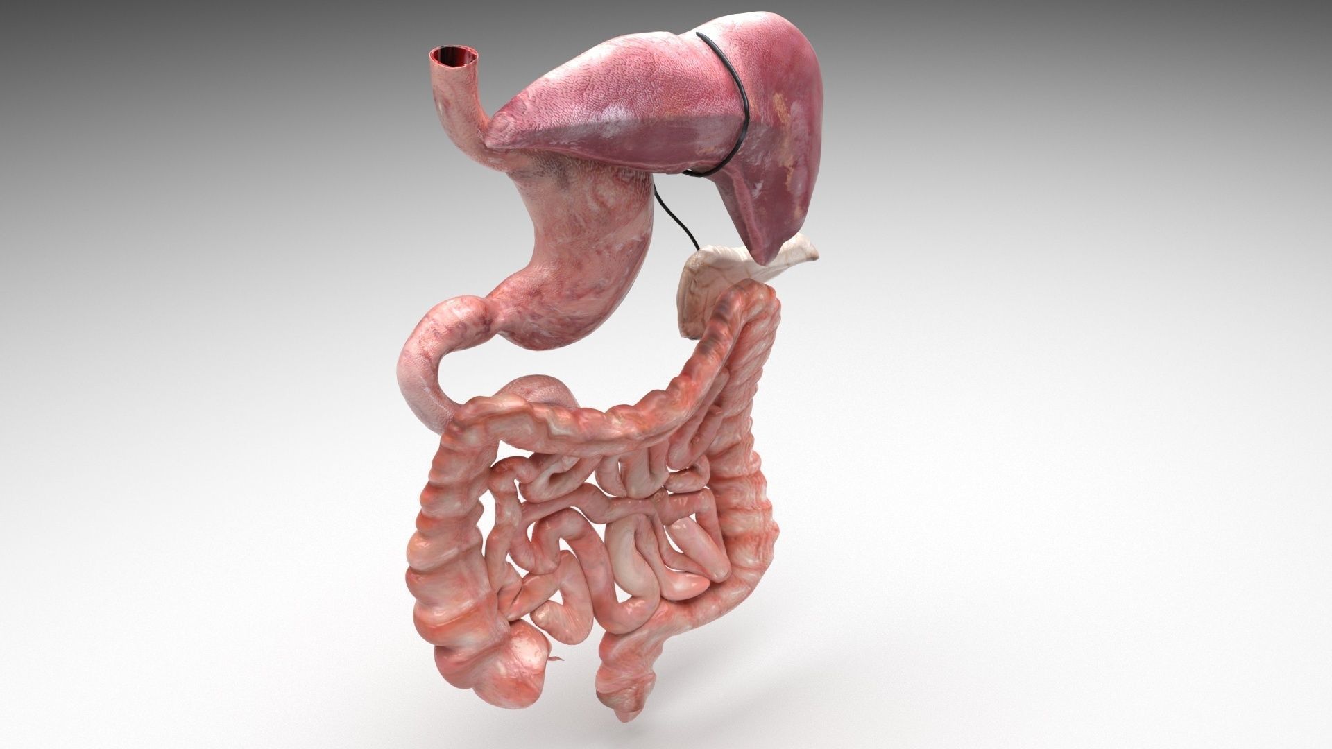 Digestive System 3D model | CGTrader