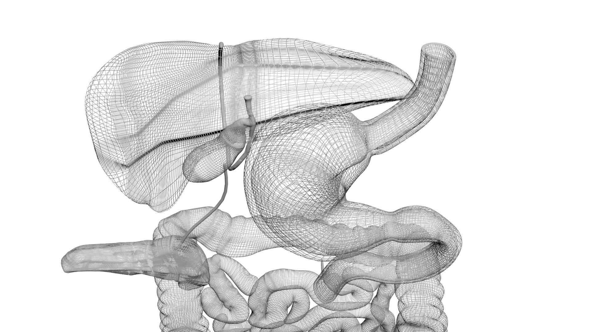 Digestive System 3D model | CGTrader