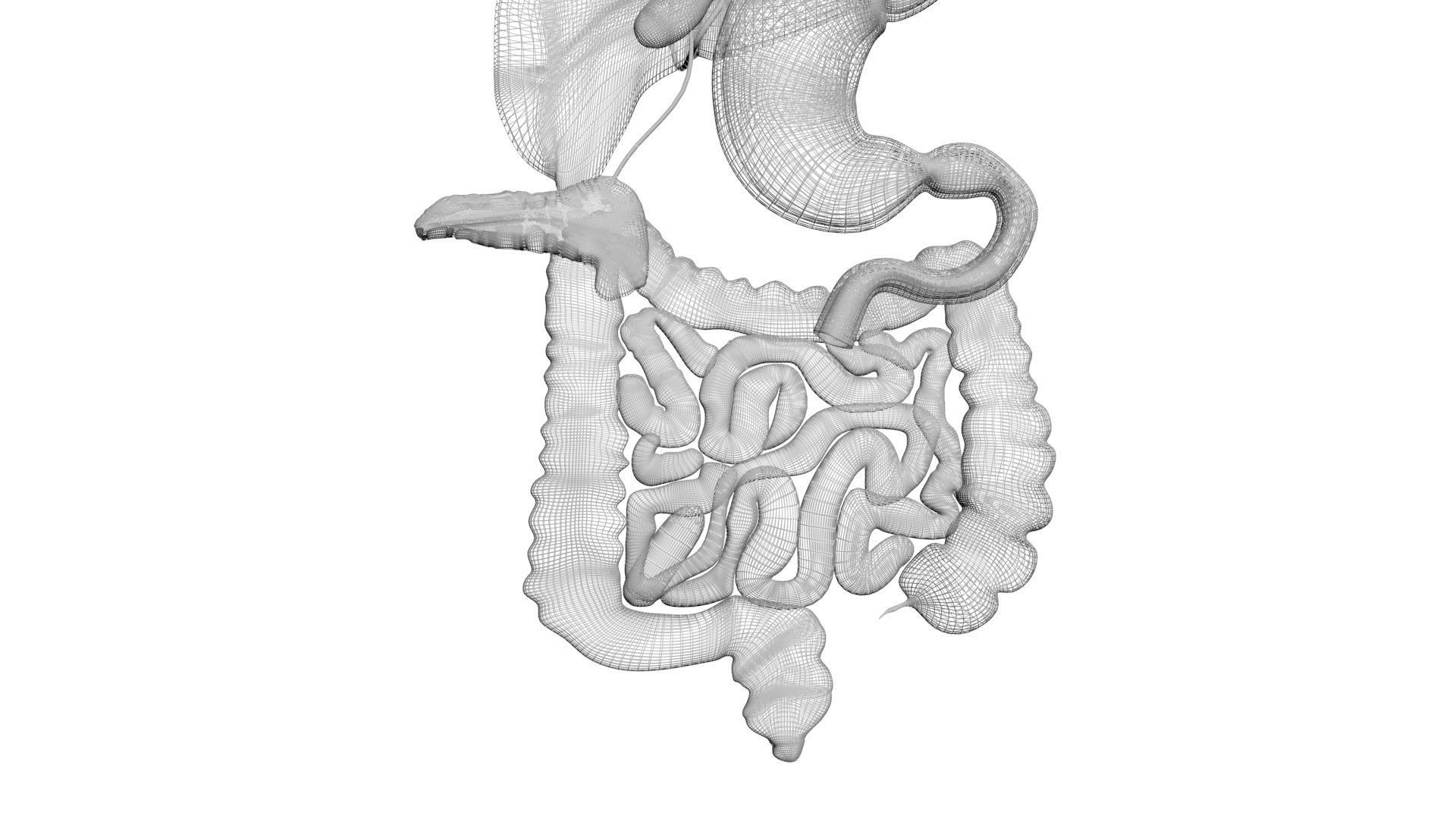 Digestive System 3D model | CGTrader