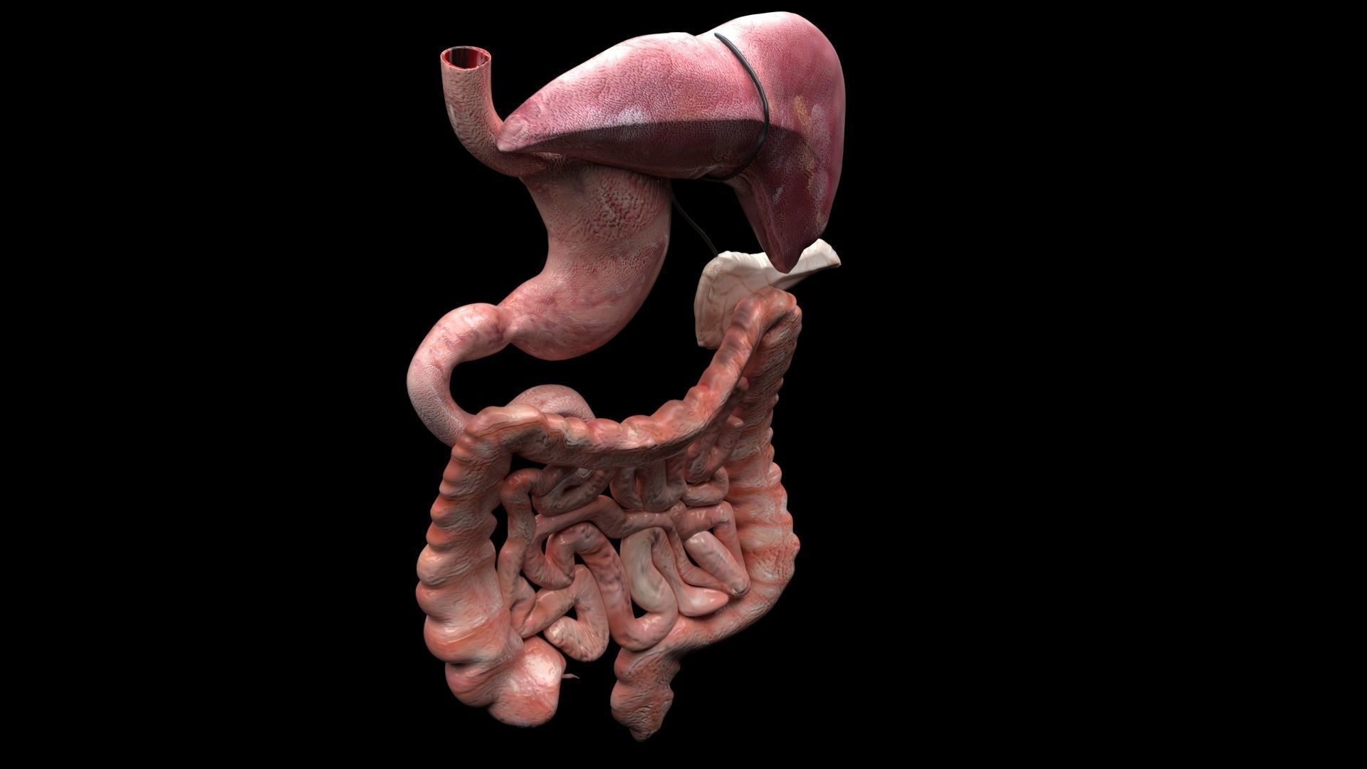 Digestive System 3D model | CGTrader