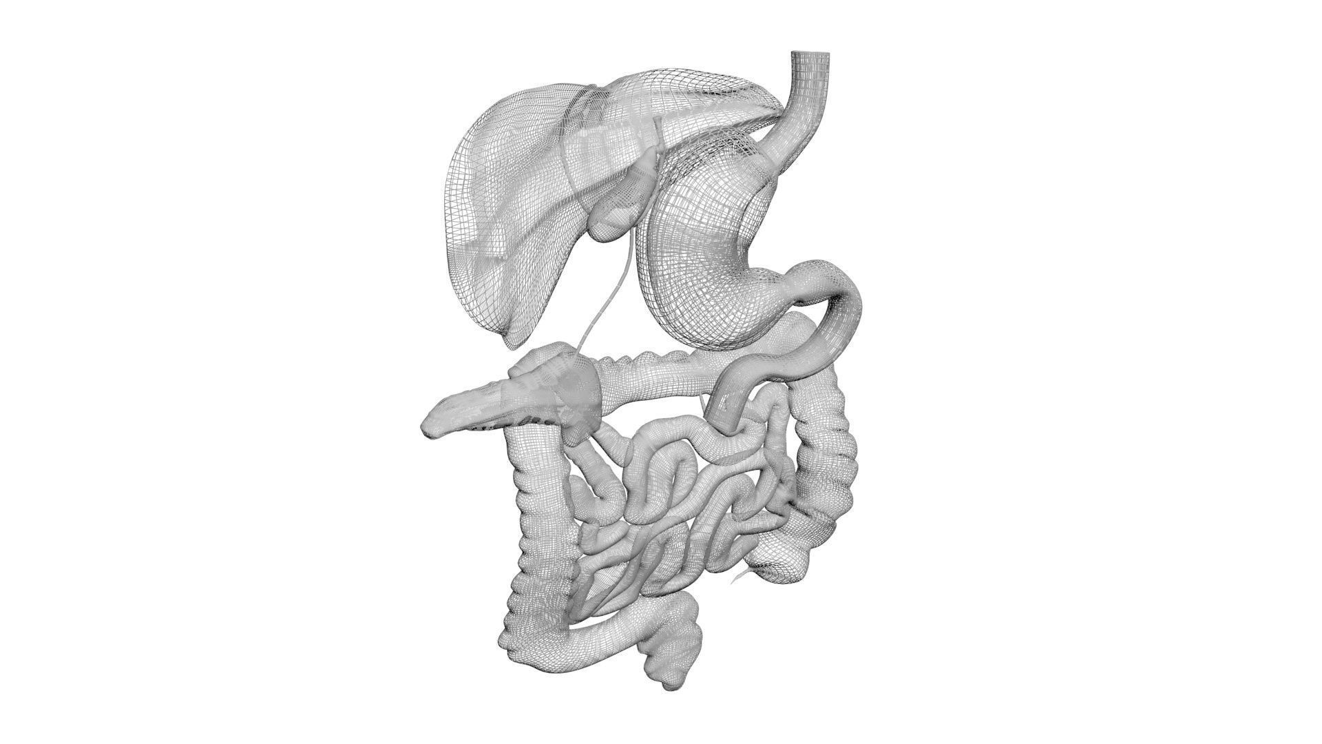 Digestive System 3D model | CGTrader