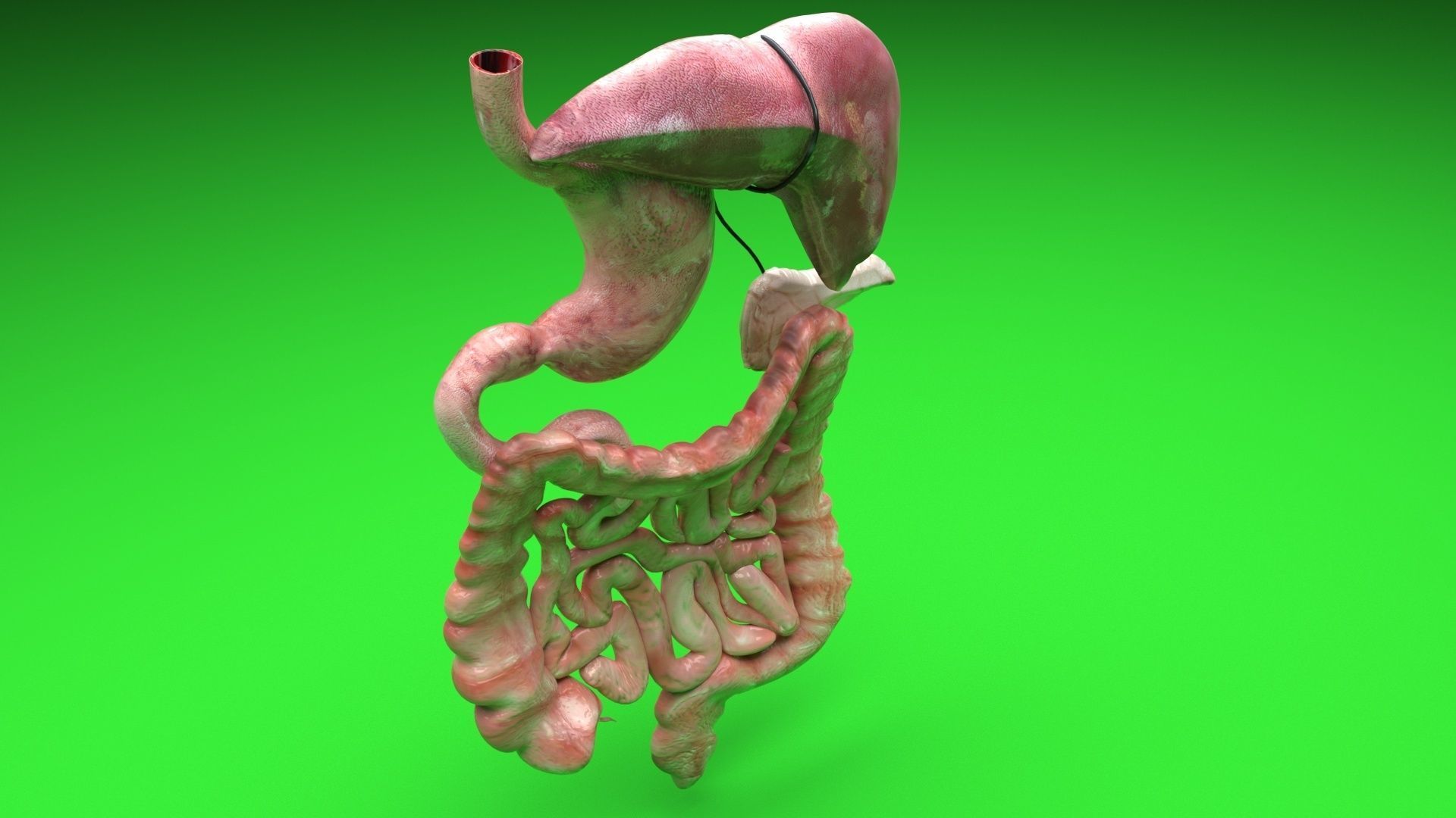 Digestive System 3D model | CGTrader