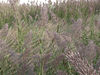 Arundo donax - Giant Reed - Spanish Reed 02 3D model | CGTrader