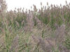 Arundo donax - Giant Reed - Spanish Reed 02 3D model | CGTrader