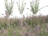 Arundo donax - Giant Reed - Spanish Reed 02 3D model | CGTrader