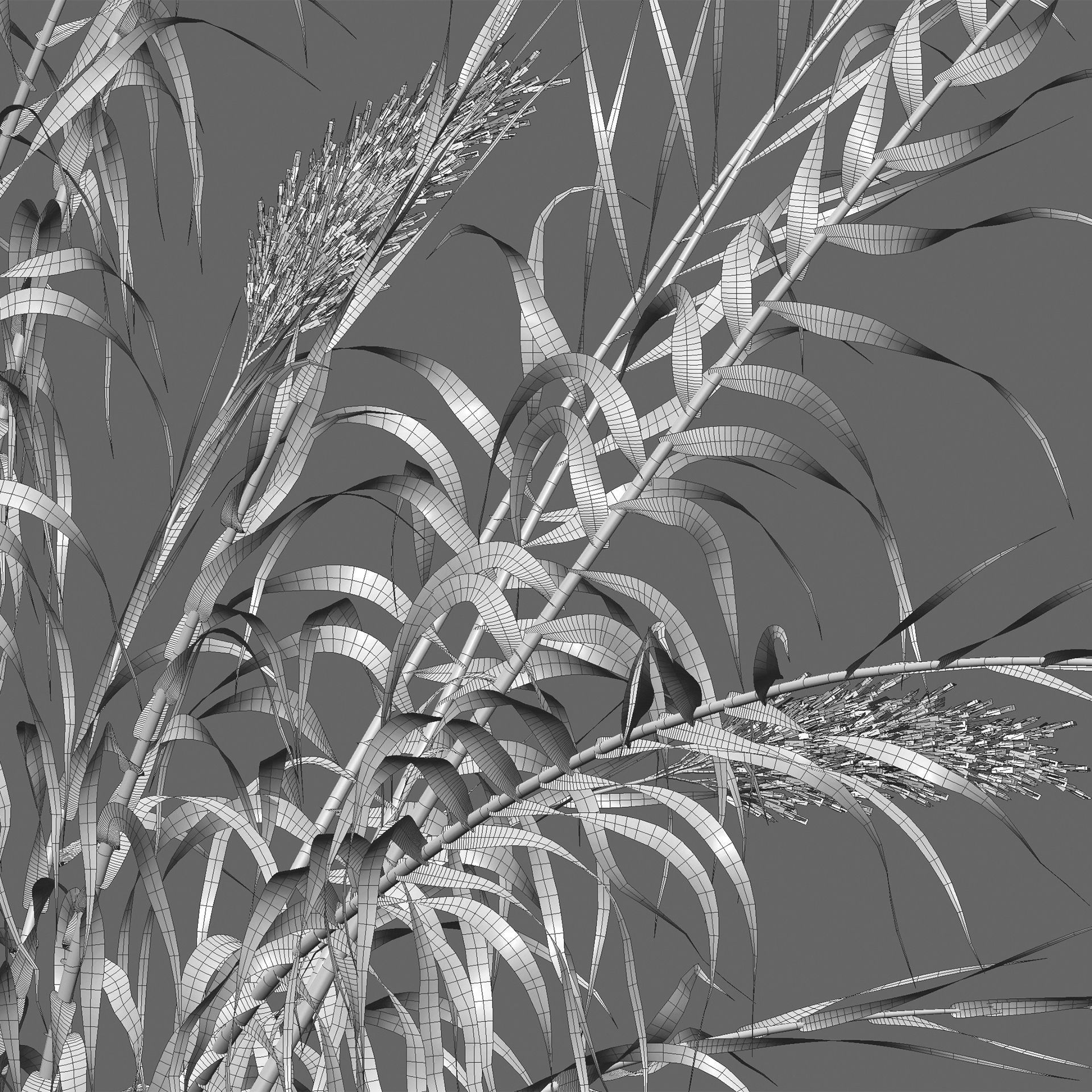 Arundo donax - Giant Reed - Spanish Reed 03 3D model | CGTrader