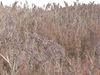 Arundo donax - Giant Reed - Spanish Reed 03 3D model | CGTrader