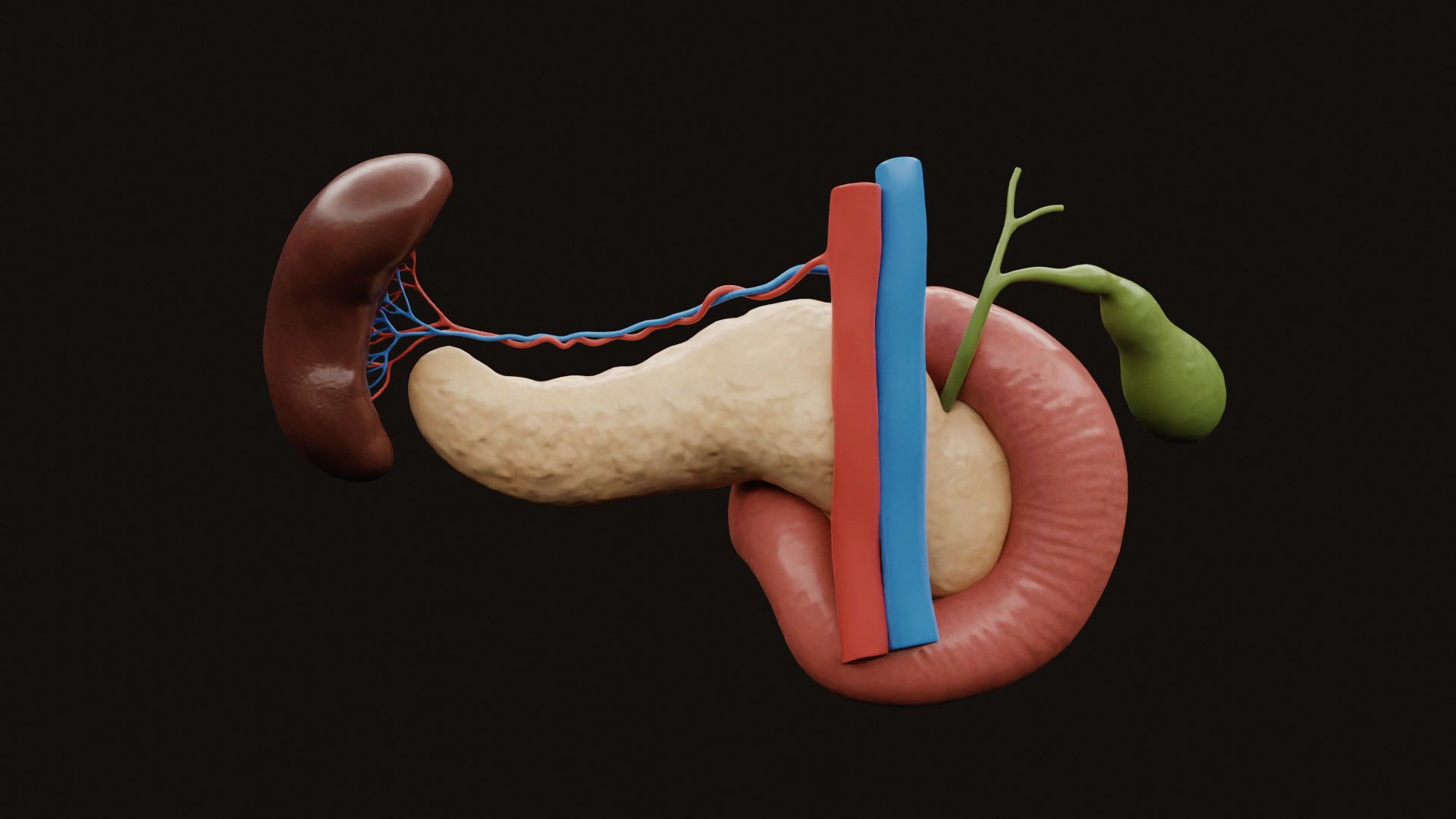 Pancreas Cross Section Anatomy 3D model | CGTrader