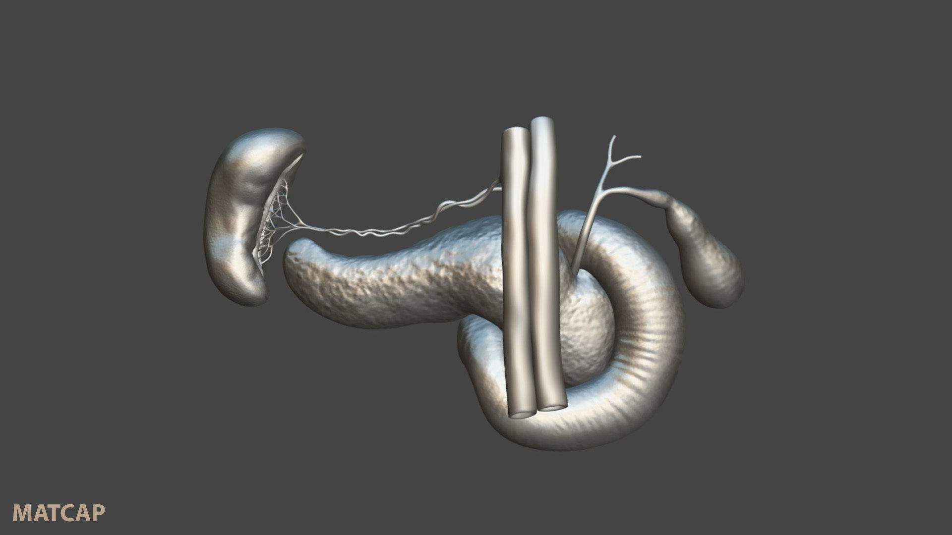 Pancreas Cross Section Anatomy 3D model | CGTrader