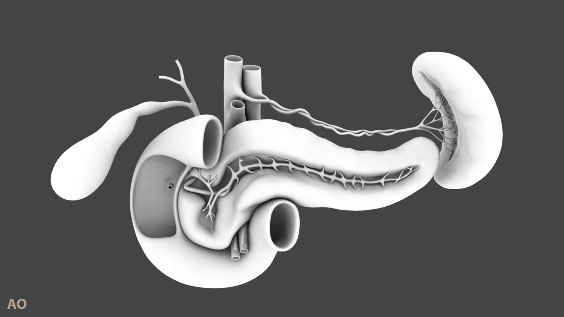 Pancreas Cross Section Anatomy 3D model | CGTrader