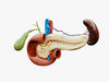 Pancreas Cross Section Anatomy 3D model | CGTrader