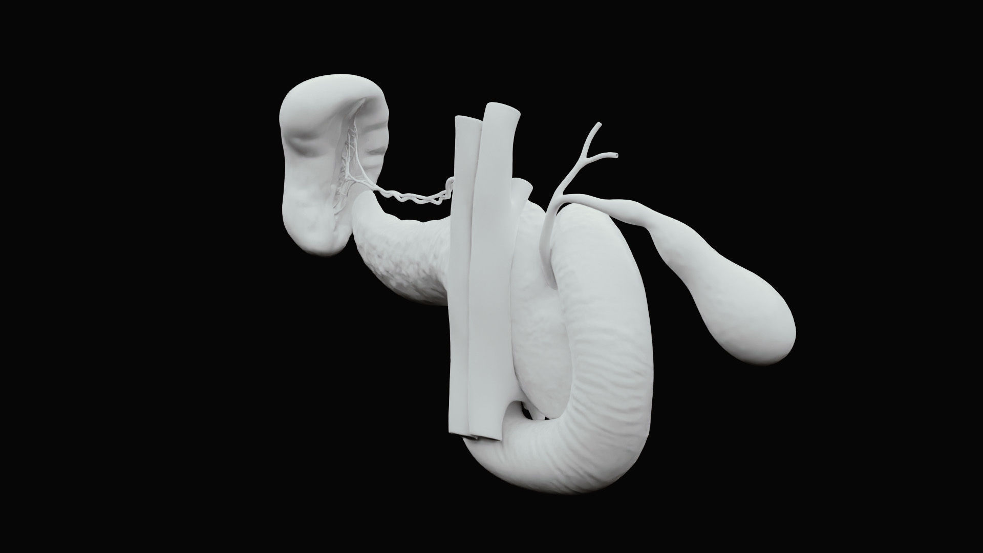 Pancreas Cross Section Anatomy 3D model | CGTrader