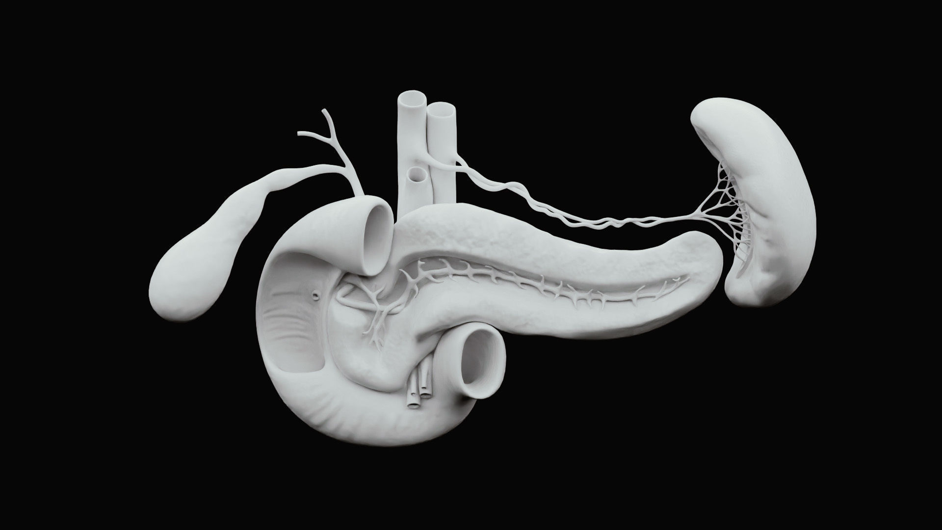 Pancreas Cross Section Anatomy 3D model | CGTrader