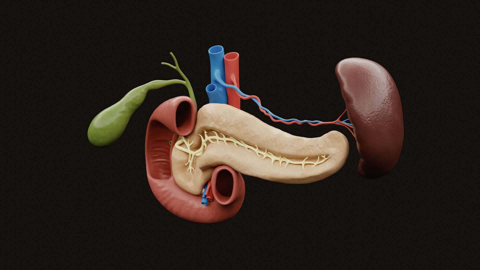 Pancreas Cross Section Anatomy 3D model | CGTrader