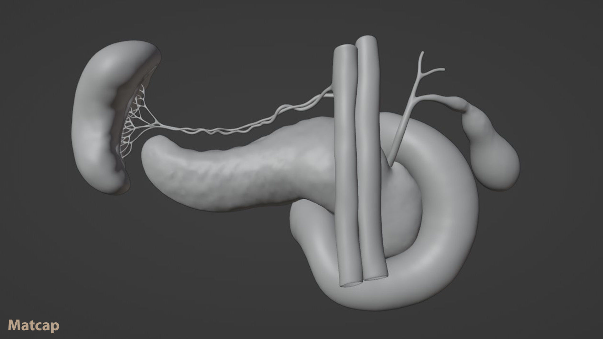 Pancreas Cross Section Anatomy 3D model | CGTrader