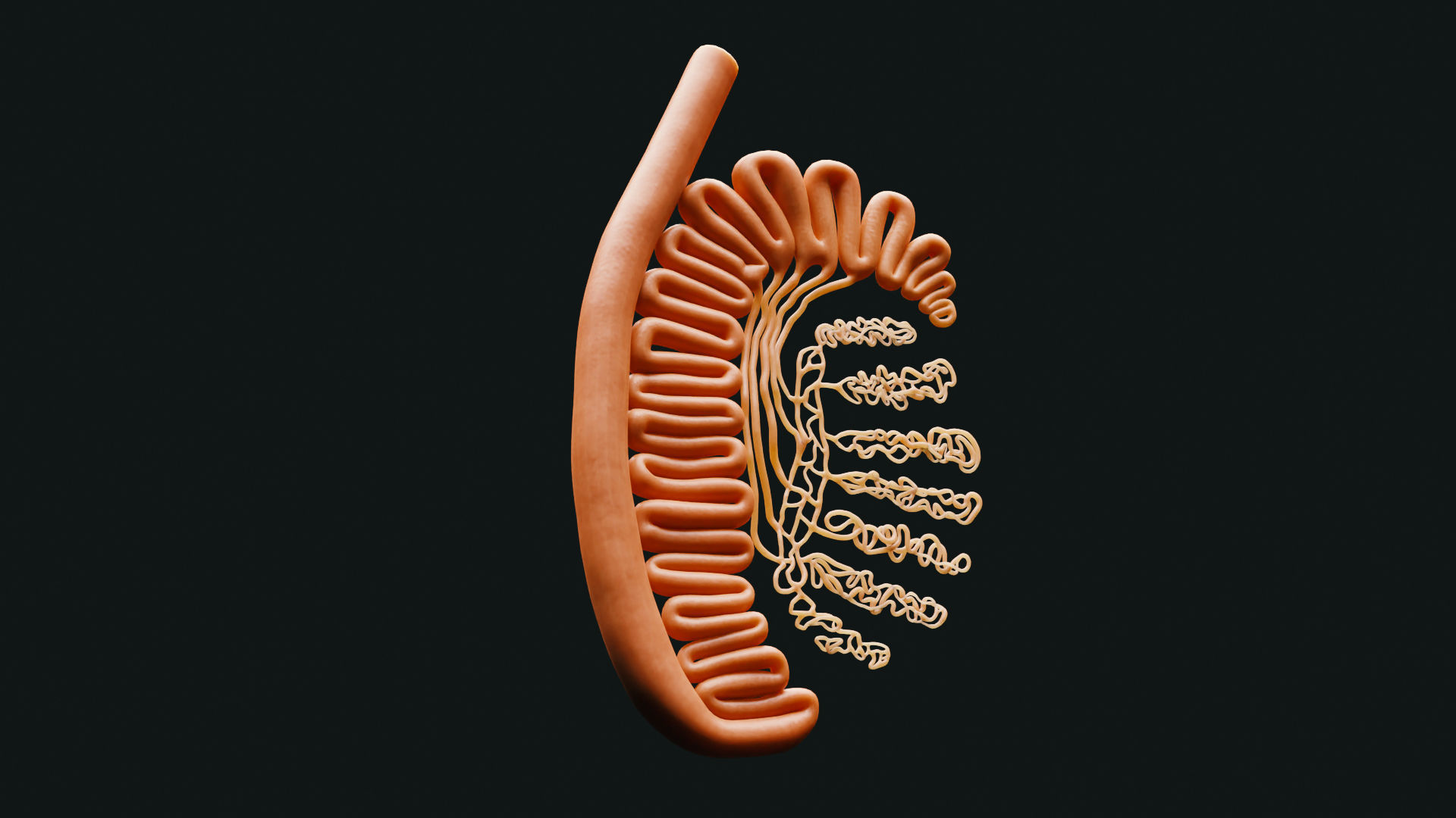 Male Testicles Anatomy 3D model | CGTrader