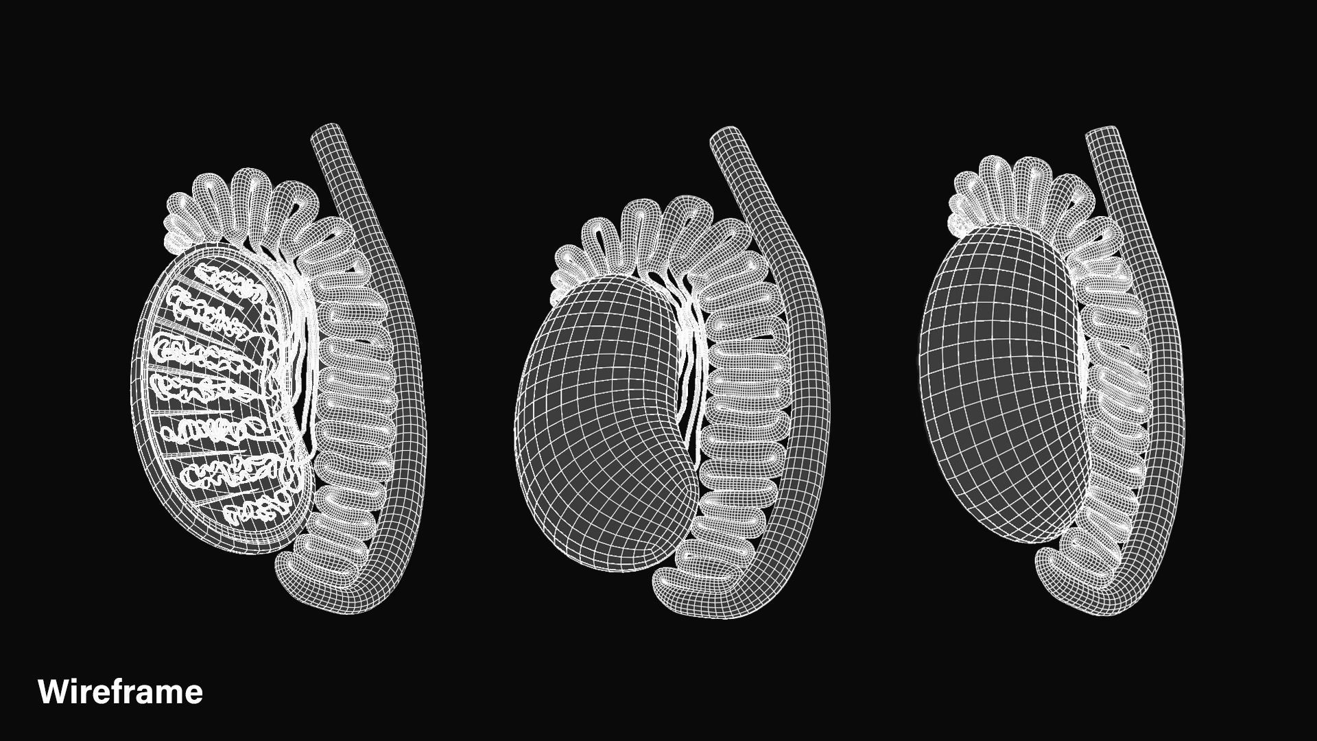 Male Testicles Anatomy 3D model | CGTrader