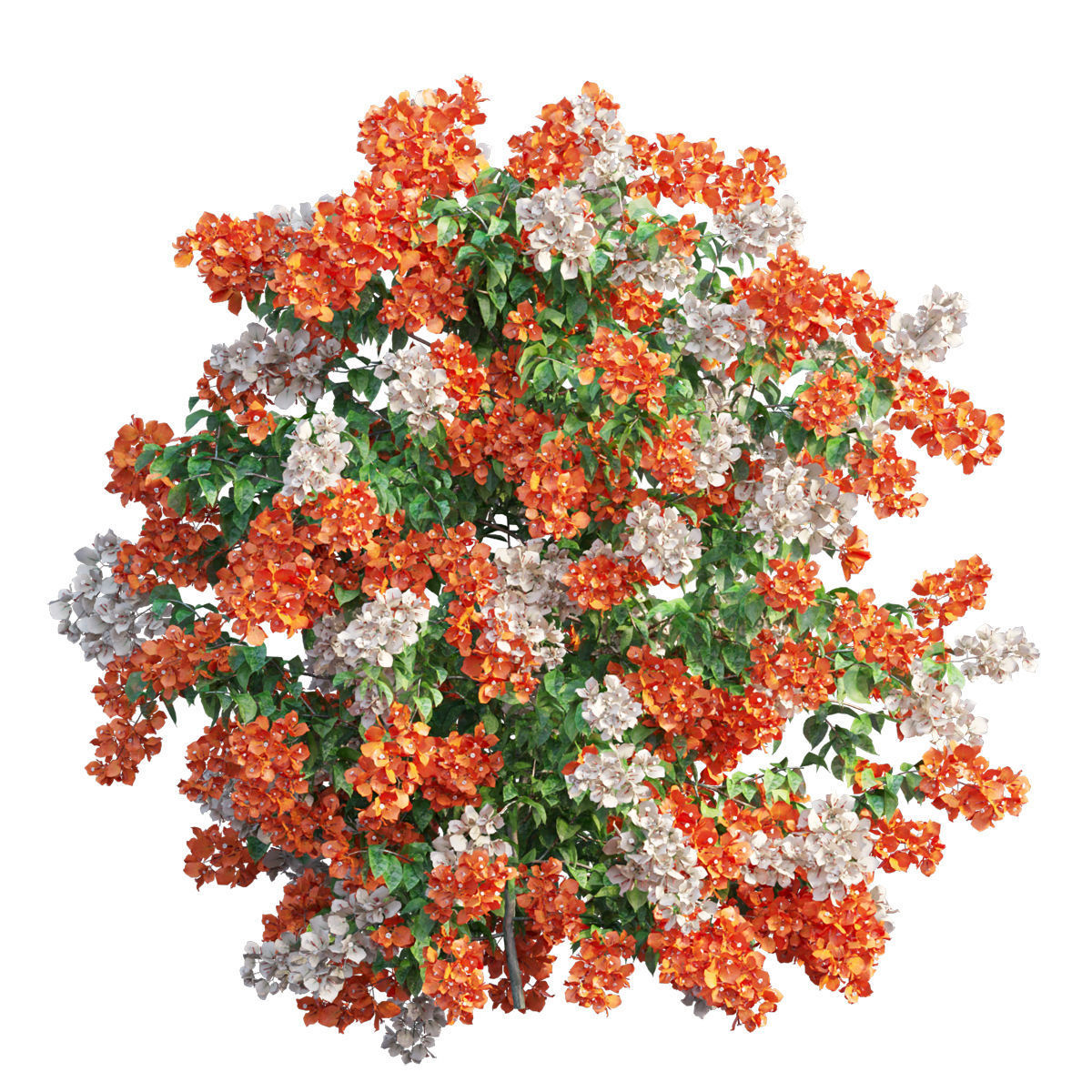 Bougainvillea plant set 47 3D model | CGTrader