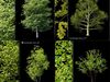 a tree catalog of 20 different types of ornamental trees 3D model ...