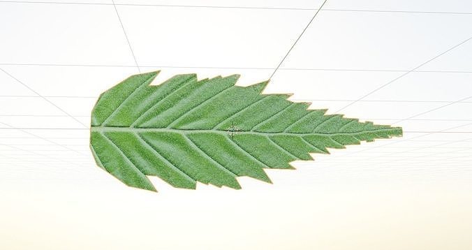 Leaf sample free 3D model | CGTrader