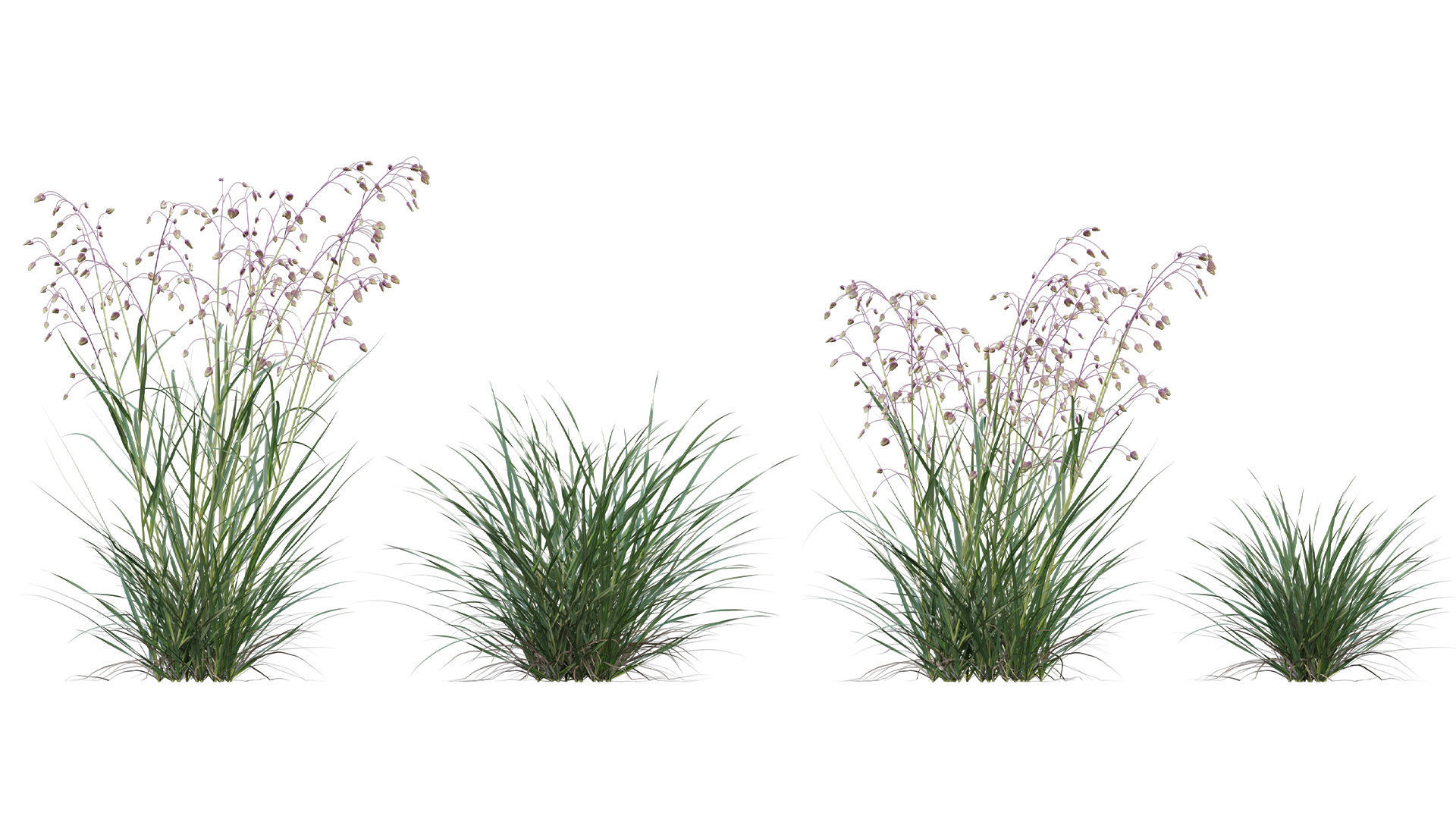 Briza media - Quaking Grass 3D model | CGTrader