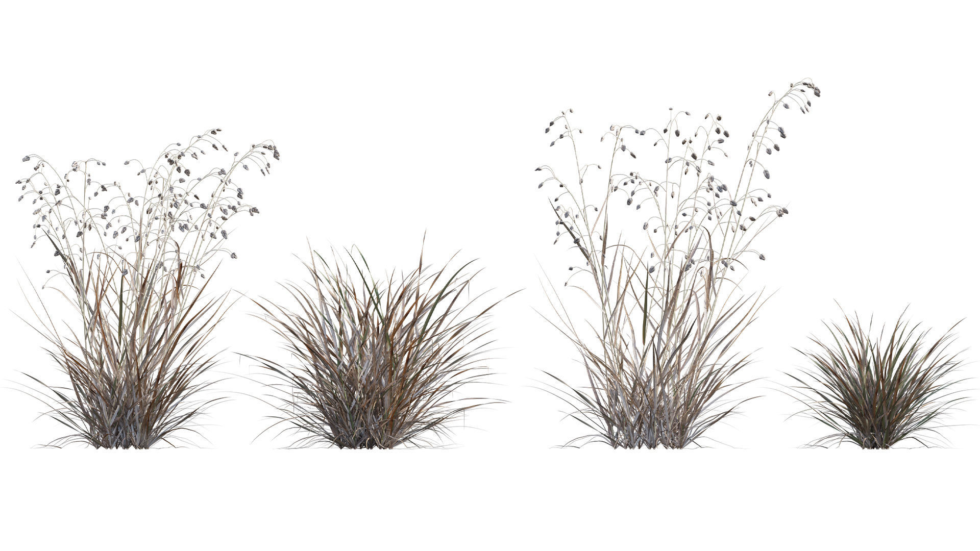 Briza media - Quaking Grass 03 3D model | CGTrader