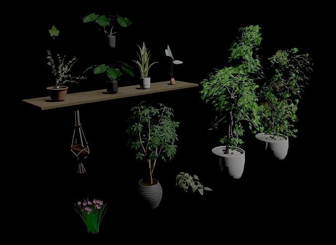 Indoor Plant Asset Pack 3D model | CGTrader