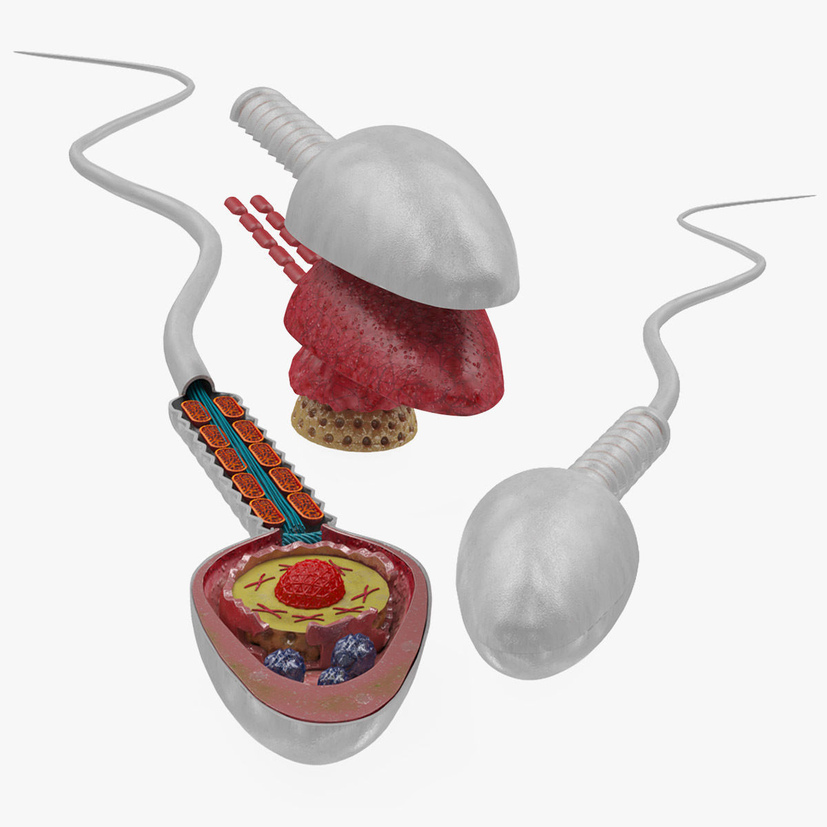 3D model Animated Sperm Cell or Spermatozoa VR / AR / low-poly | CGTrader