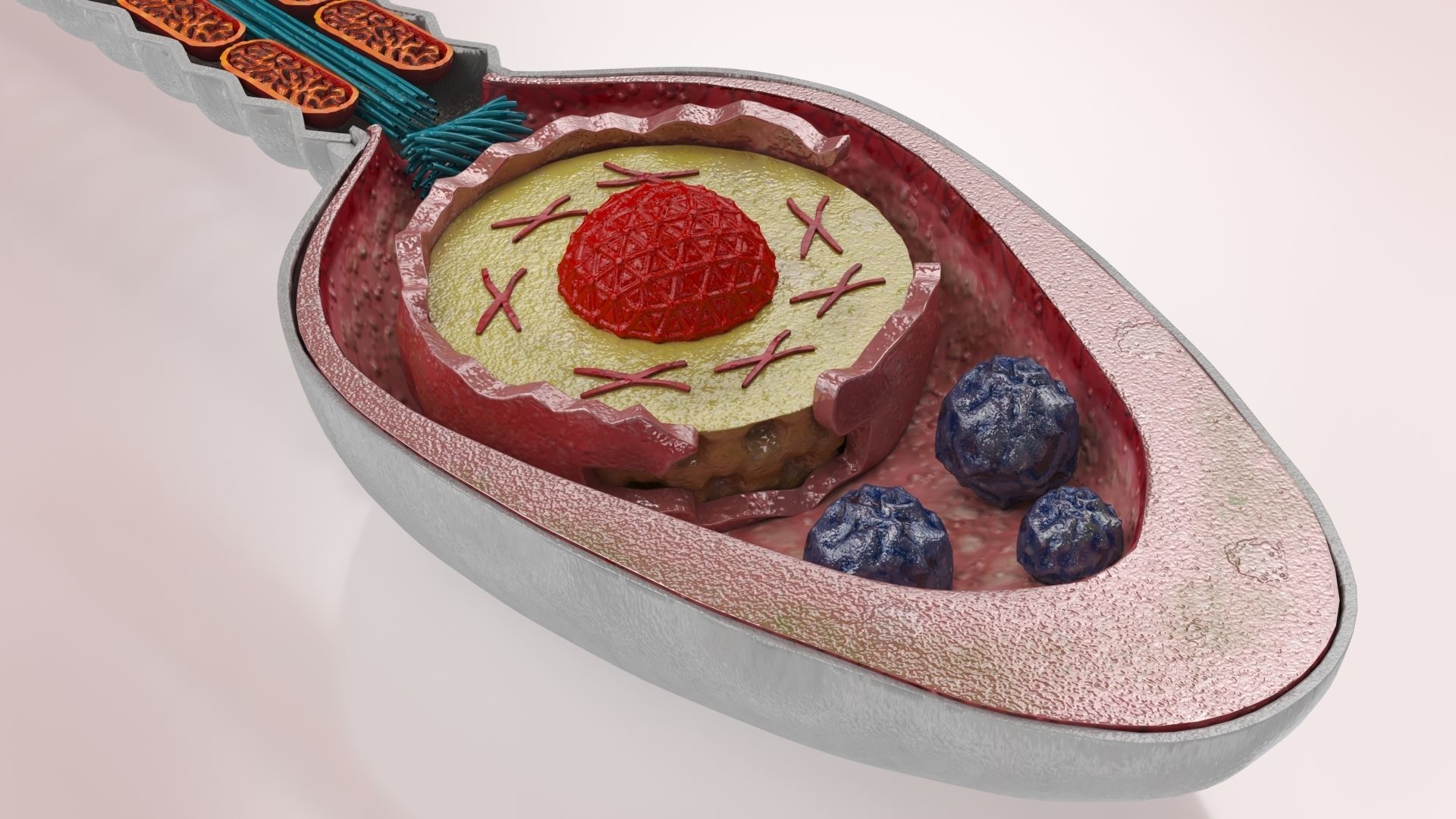 3D model Animated Sperm Cell or Spermatozoa VR / AR / low-poly | CGTrader